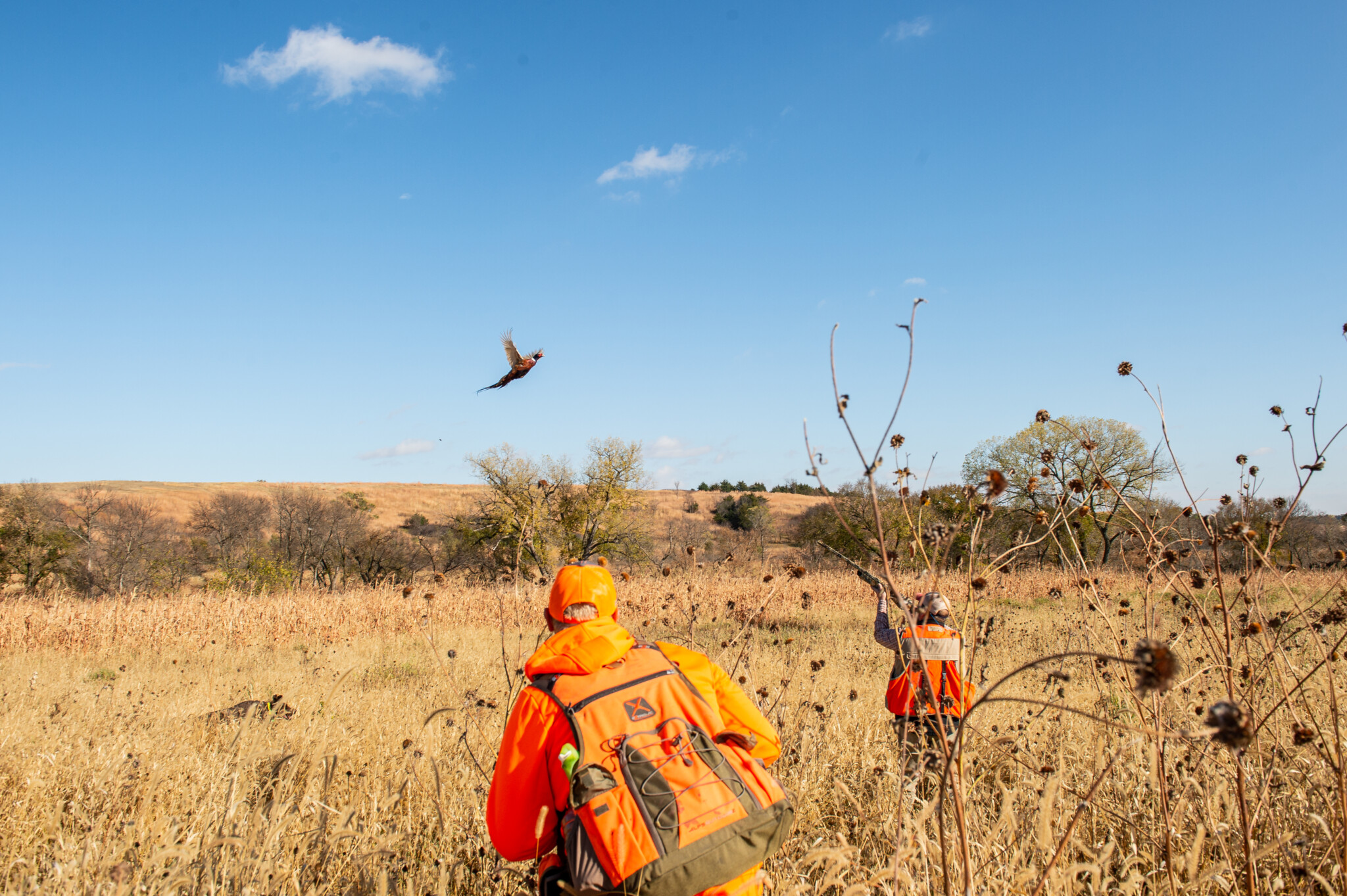 Pheasant Hunts - Triple T Hunting Adventures